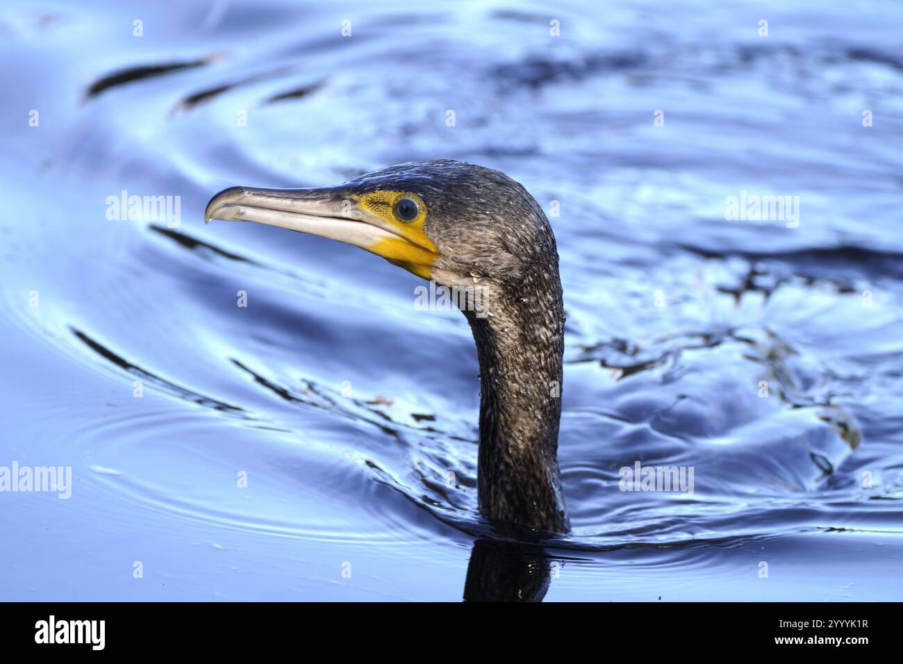 Cormoran kormoran hi-res stock photography and images - Alamy
