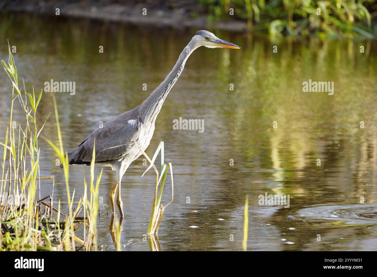 blue heron hunting Stock Photo - Alamy