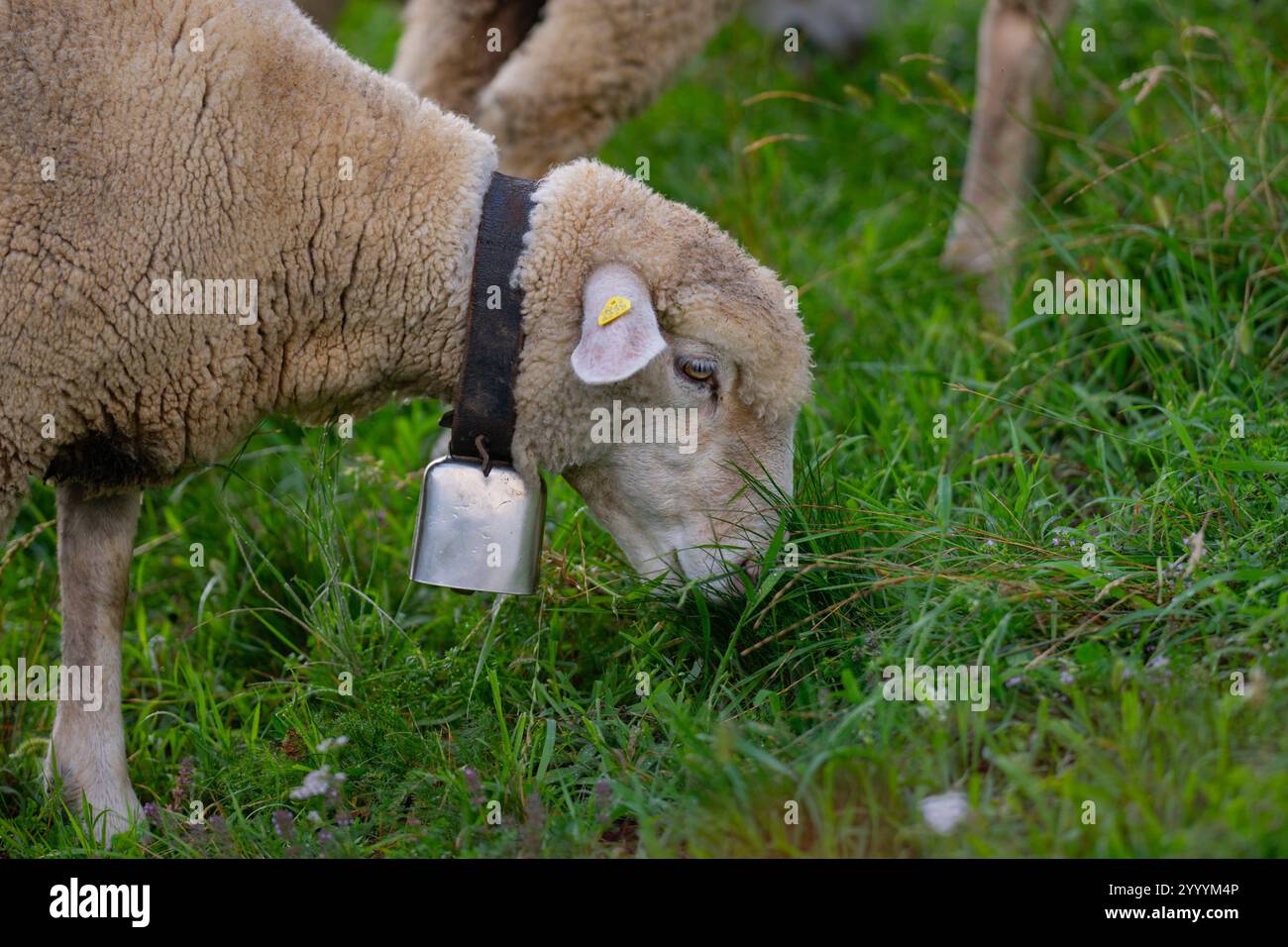 The sheep in the meadows. Sheep pasture on an farm, closeup. Sheep eating grass on a field ...