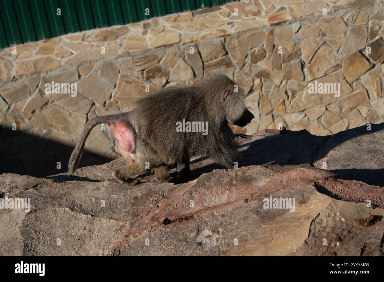 Baboon Zoo Enclosure Walking - A baboon walks on a rocky surface in a ...