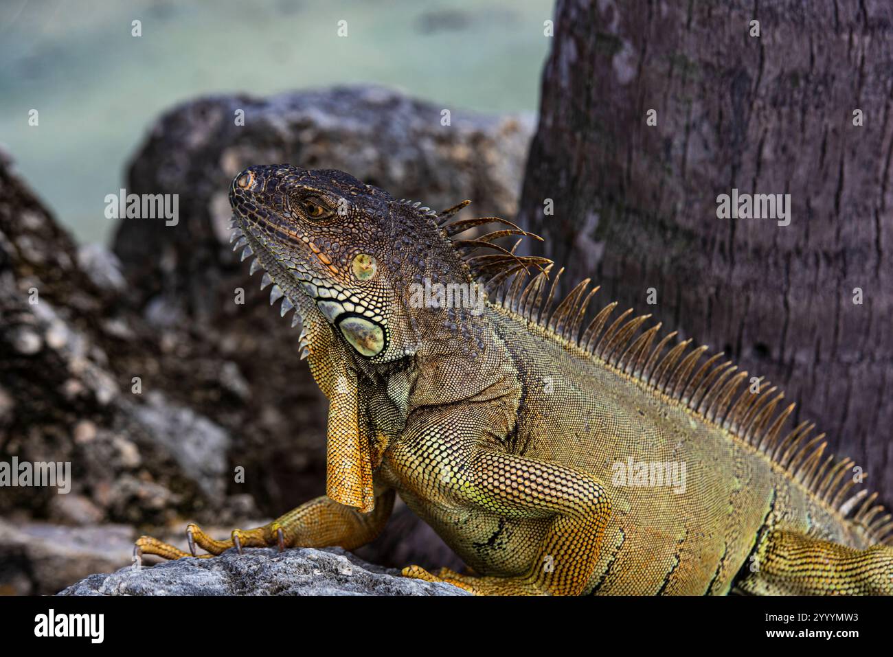 Iguana dragon. Iguana lizard on a stone. Green lizards iguana. Big ...