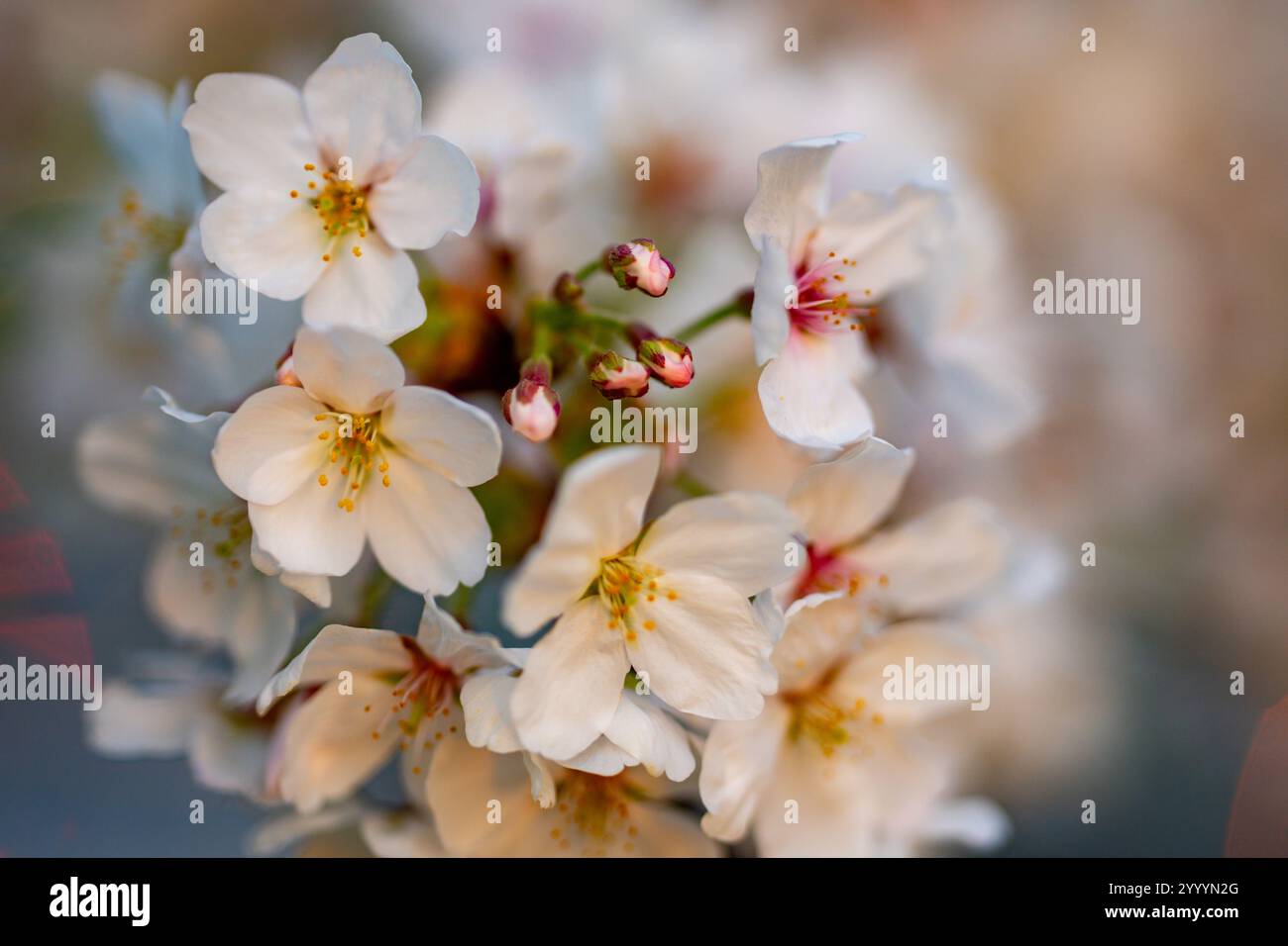 The cherry blossom tree background. White spring flowers the blossom ...