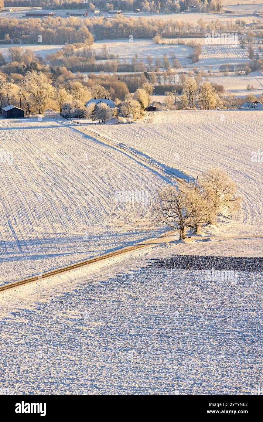 Country road on snowy fields with frosty trees in a wintry rural ...
