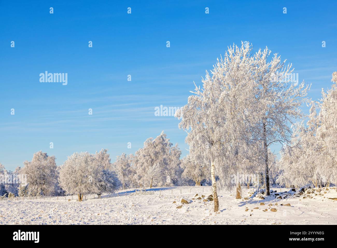 Awesome cold winter landscape with frosty trees a sunny winter day ...