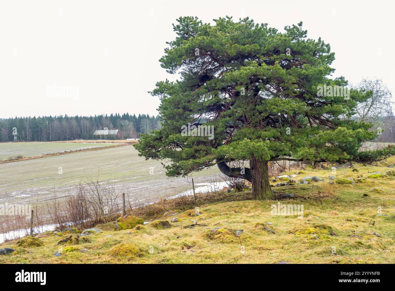 Old pine tree on a meadow in a rural landscape Stock Photo - Alamy