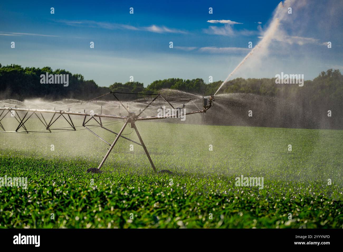 Irrigation system used to water plants on a farm. Sunset, irrigation ...