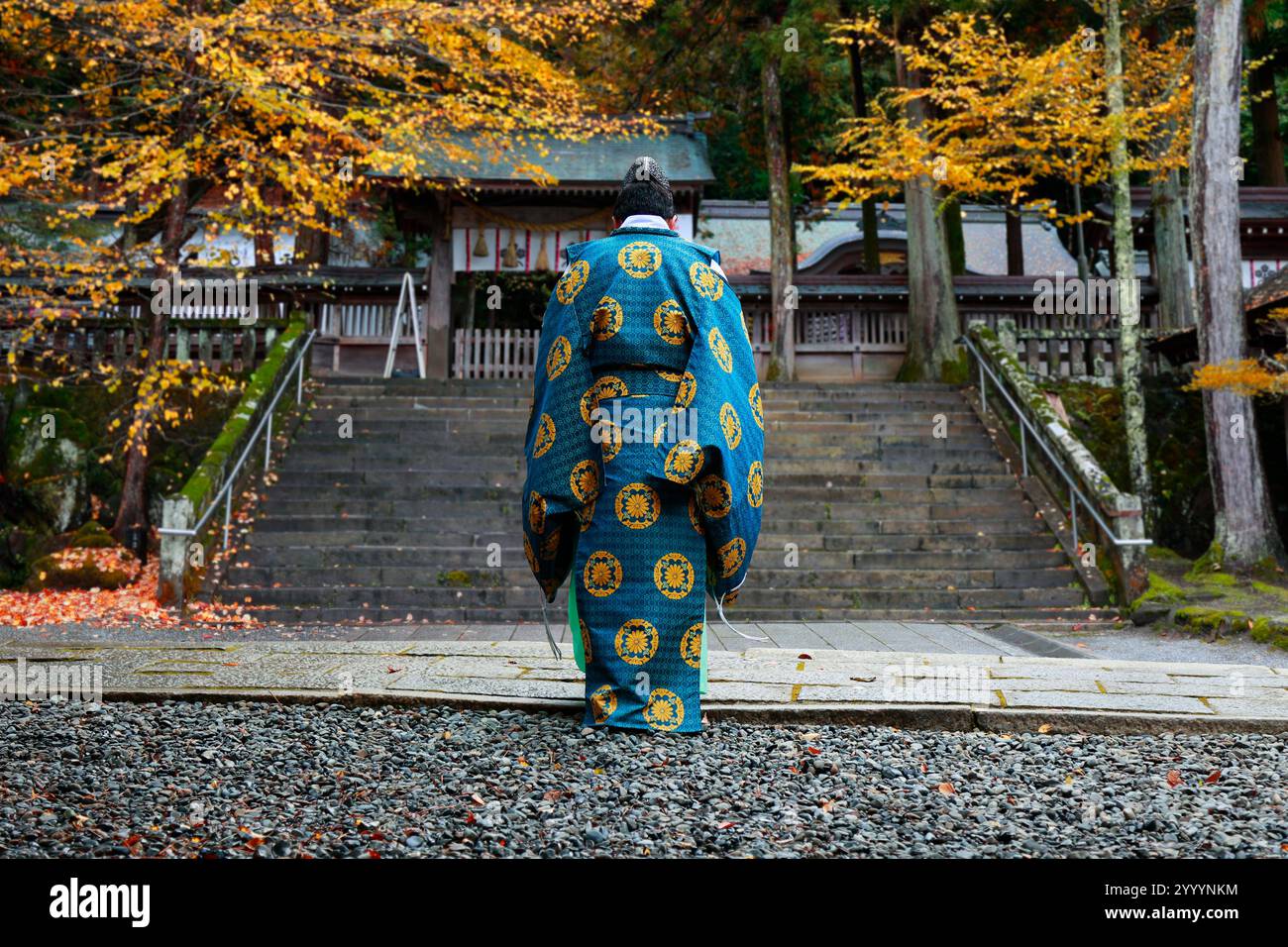 Kannushi dressing with blue hakama in Shinto shrine during autumn ...
