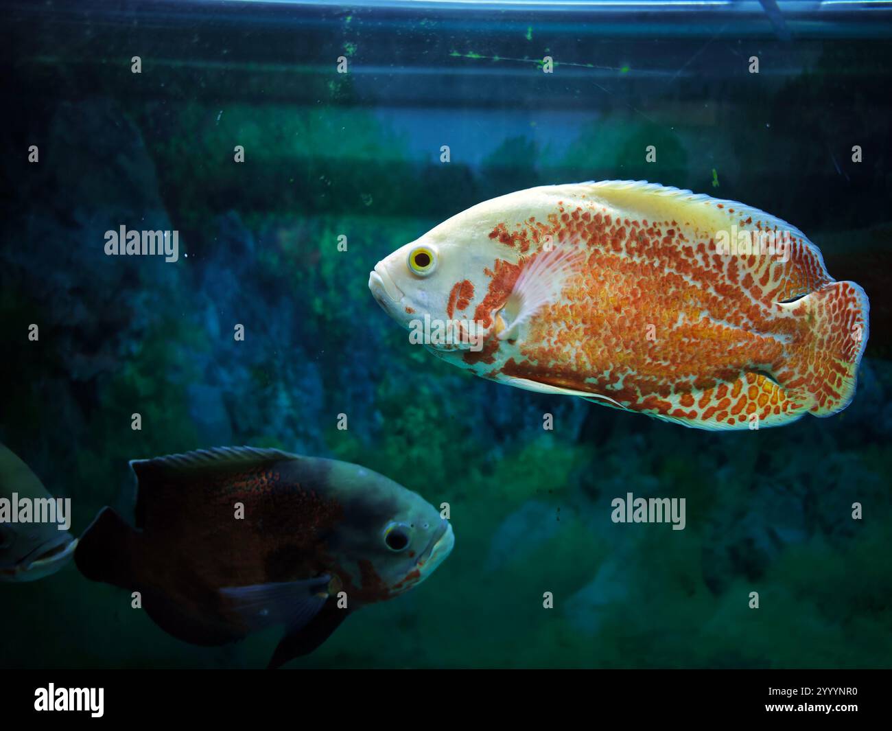 a colorful Astronotus ocellatus fish in aquarium Stock Photo - Alamy