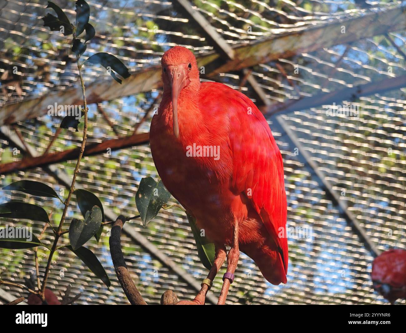 a single red Eudocimus ruber standing on a branch in the cage in the ...