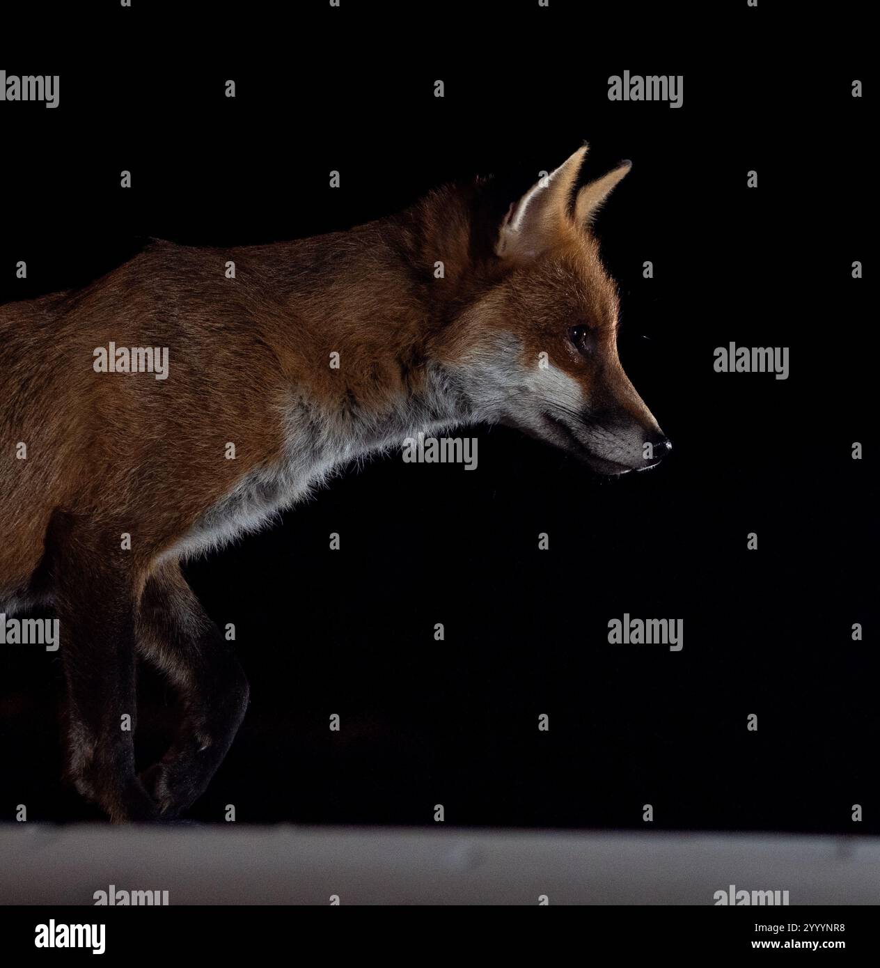 portrait of of a red fox at night Stock Photo - Alamy