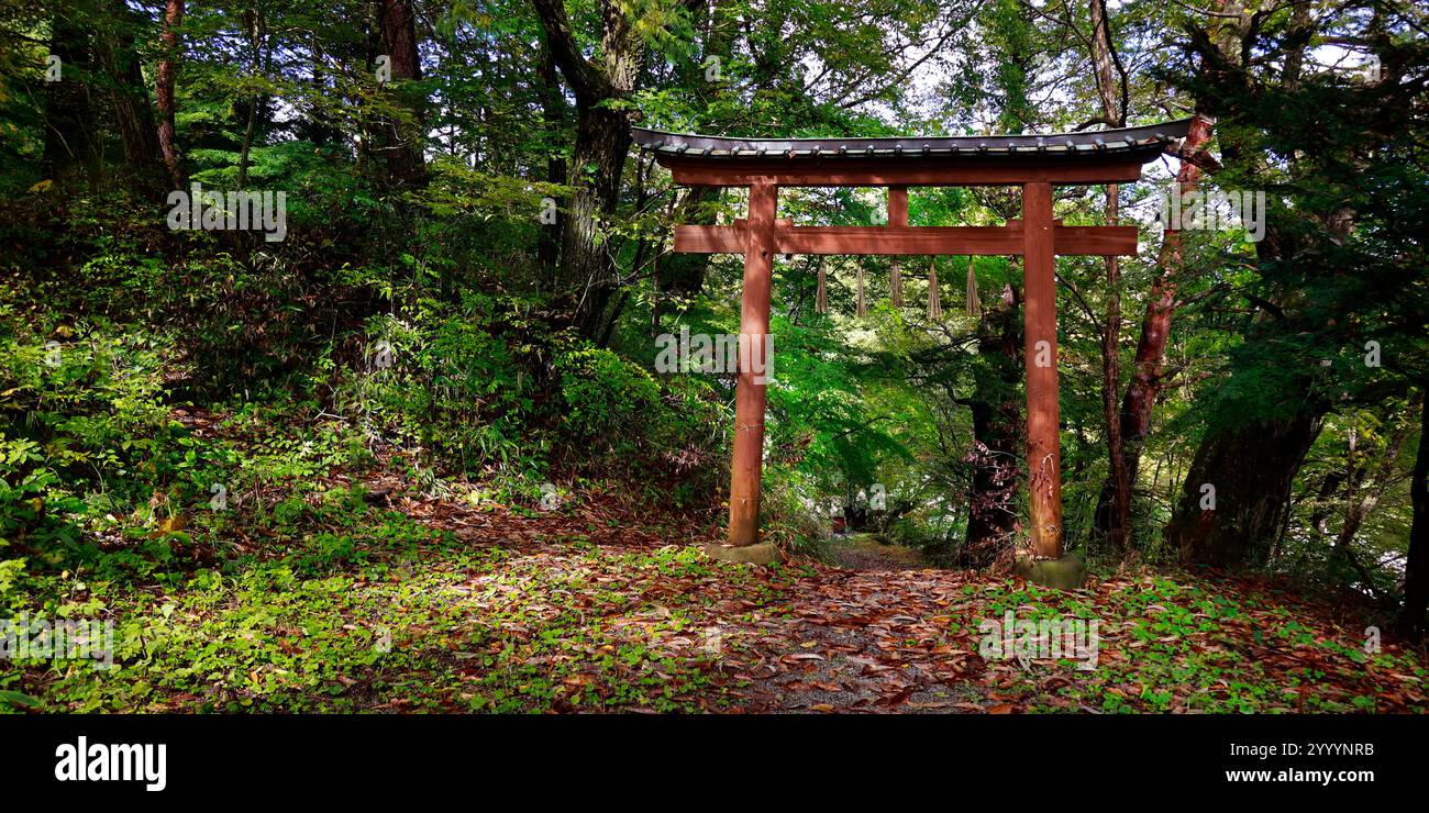 torri gate , in the forest ,is an access to a shinto shrine in Japan ...