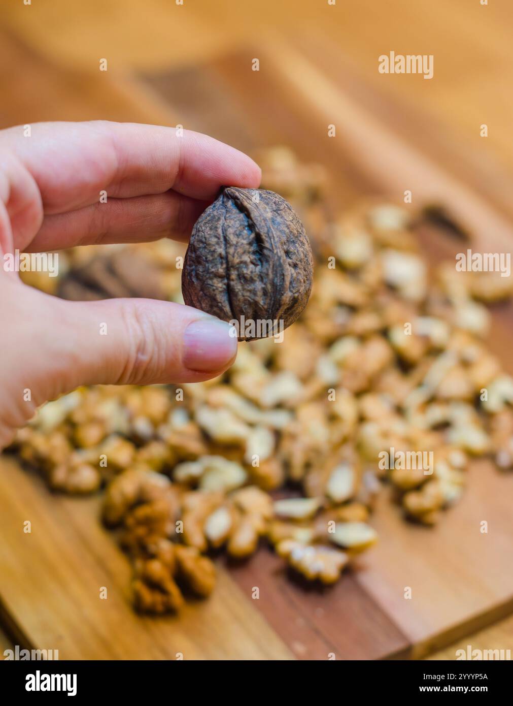 Hand Holding a Whole Walnut with Shelled Walnuts in the Background ...