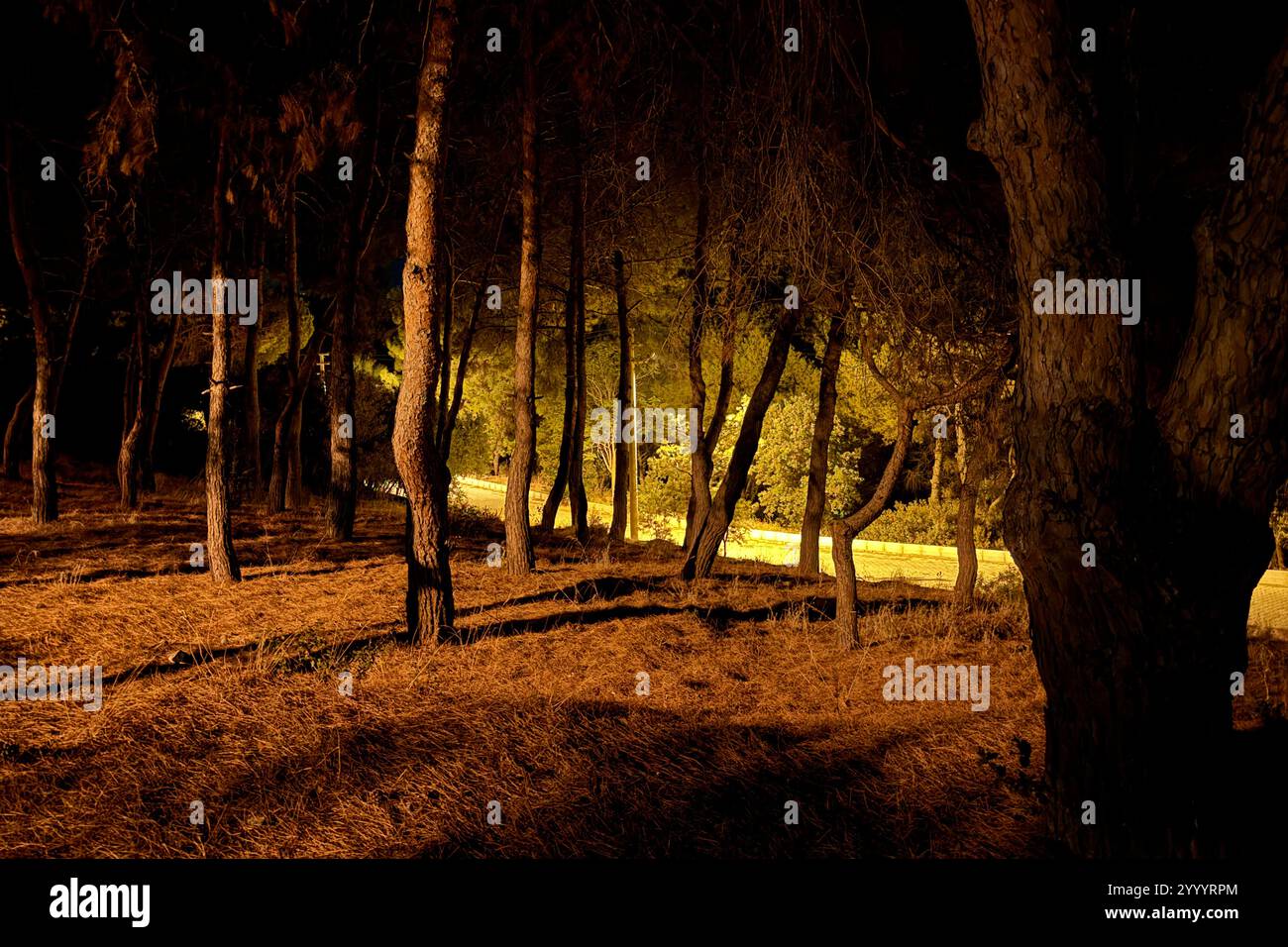 Fully grown pine forest, trees in the park at night. Street lamps ...