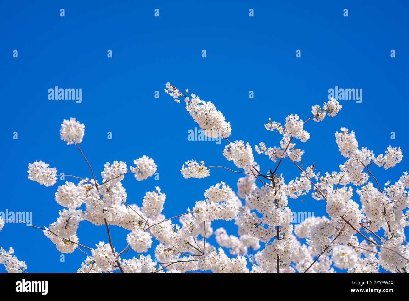 Bunches of plum blossom with white flowers against the blue sky. Spring ...