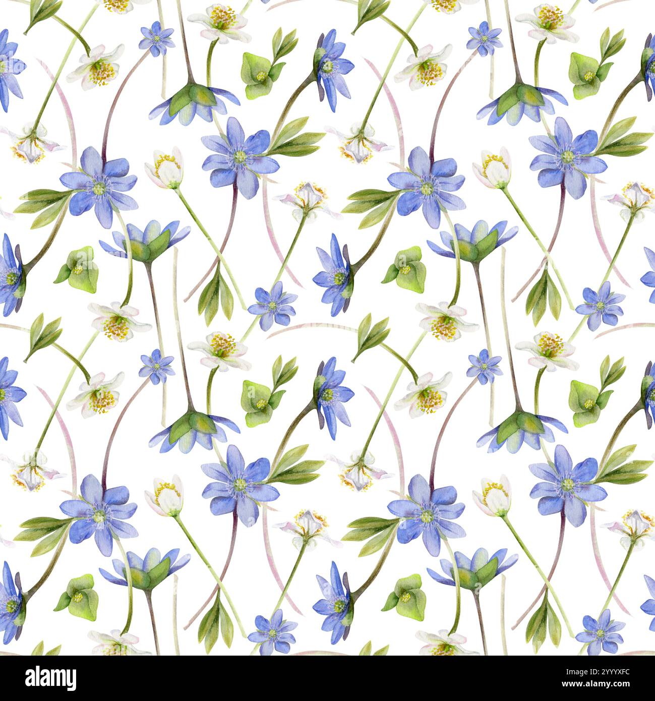 Spring ephemera flowers, blue hepatica forget-me-not flax, white forest anemone primrose ...