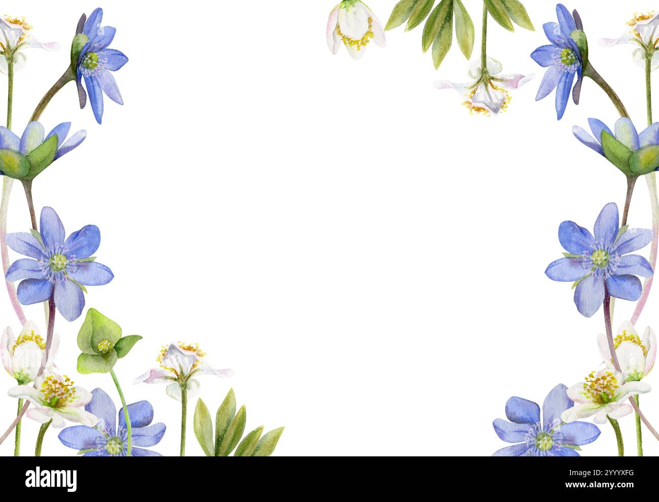 Spring ephemera flowers, white forest anemone primrose bloodroot, blue ...