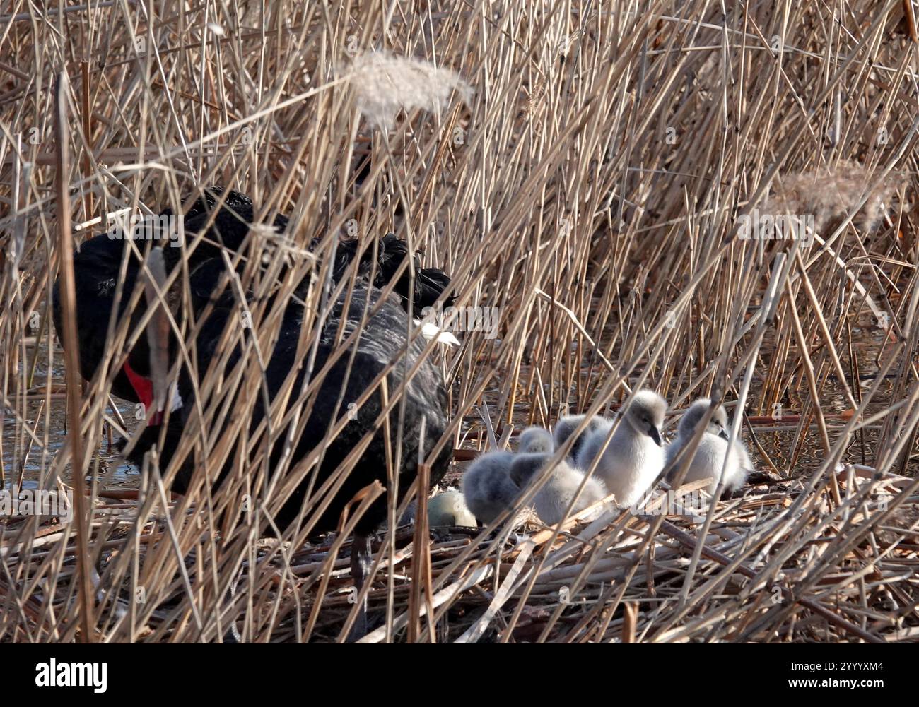 Six baby swans and their black swan parents paddle on a pond at the Old ...