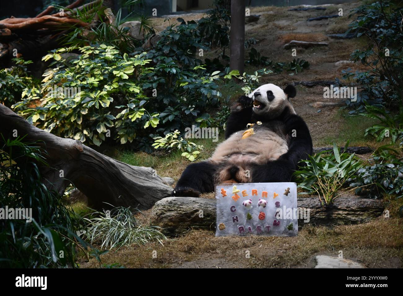 Hong Kong,China.23th December 2024. Giant panda An An eats bamboo ...