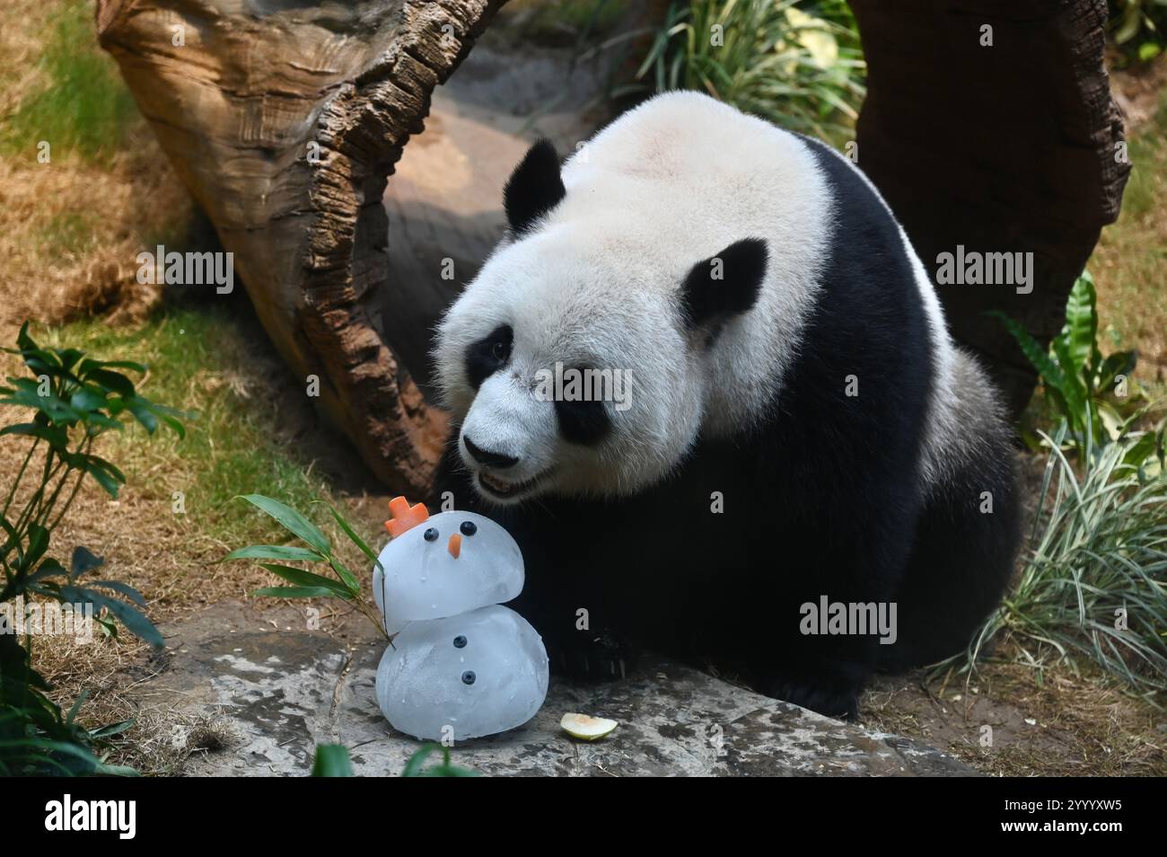 Hong Kong,China.23th December 2024. Giant panda Ke Ke looks at a ice ...