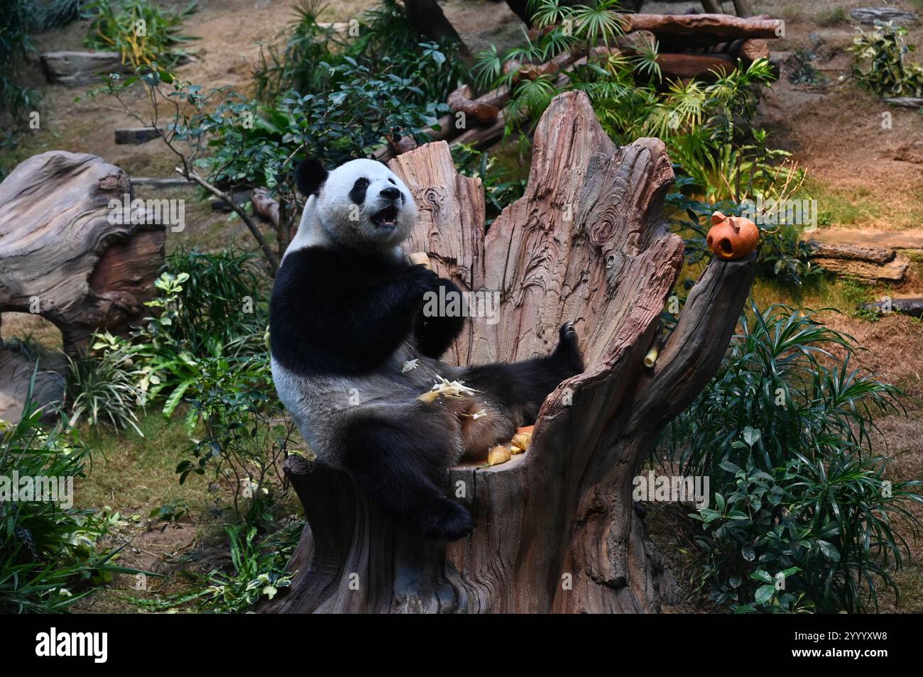 Hong Kong,China.23th December 2024. Giant panda Ke Ke eats bamboo at ...