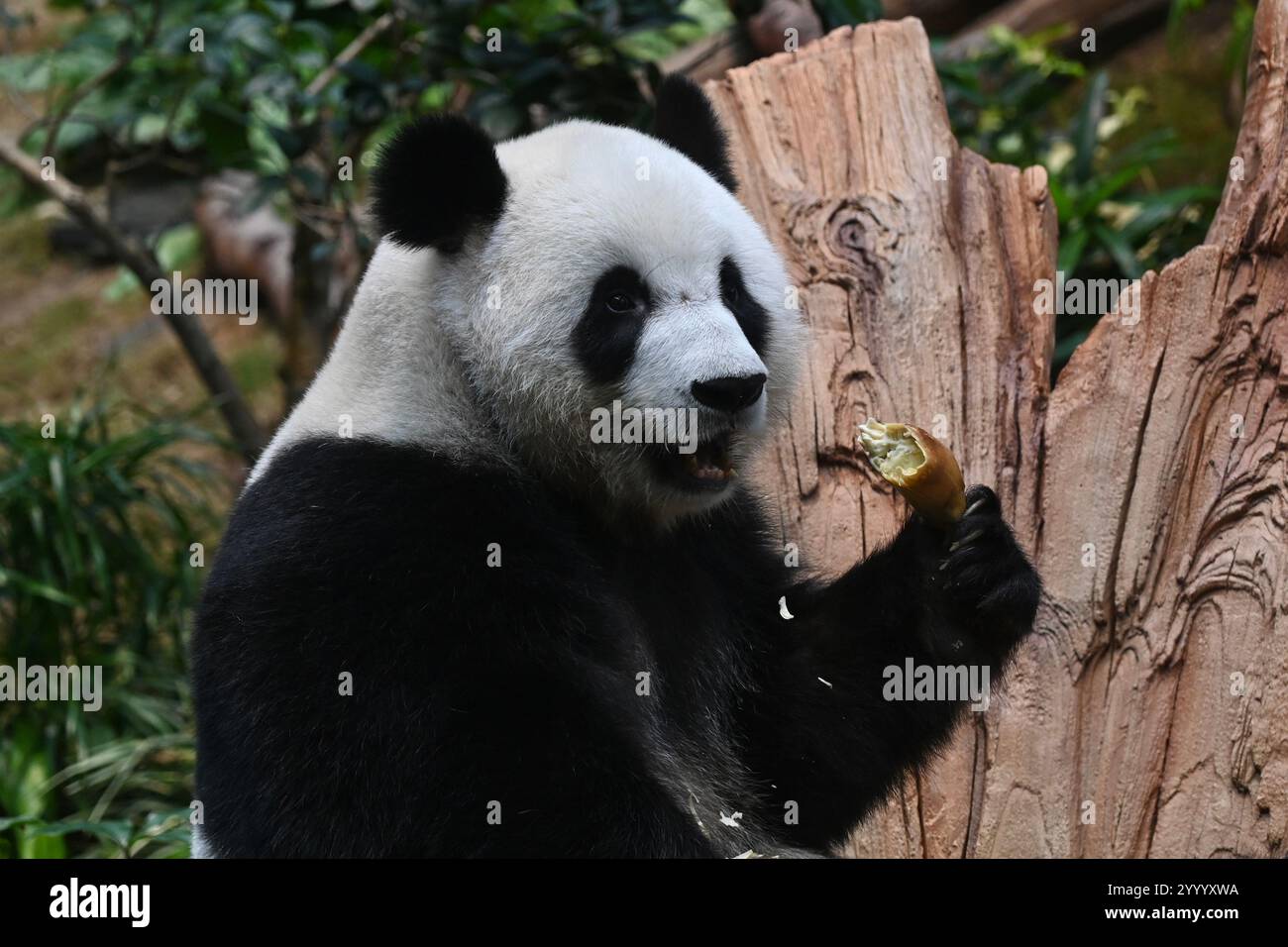 Hong Kong,China.23th December 2024. Giant panda Ke Ke eats bamboo at ...