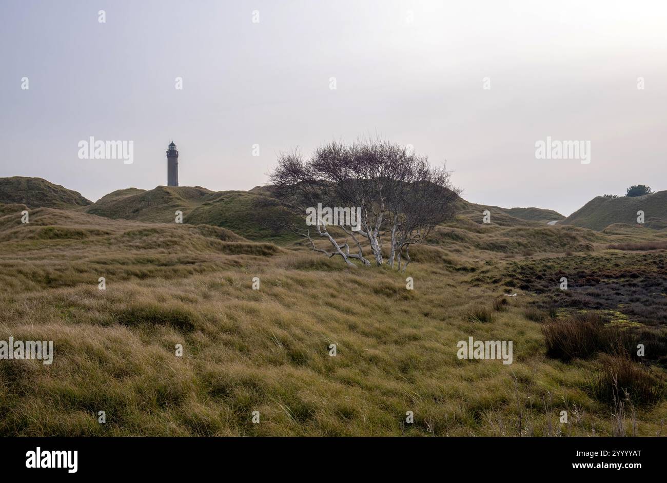 Norderney, Lower Saxony, Germany - landscape of dunes with lighthouse ...