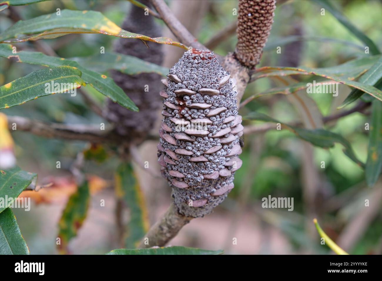 Banksia plagiocarpa old flower showing the developing seed pods with ...