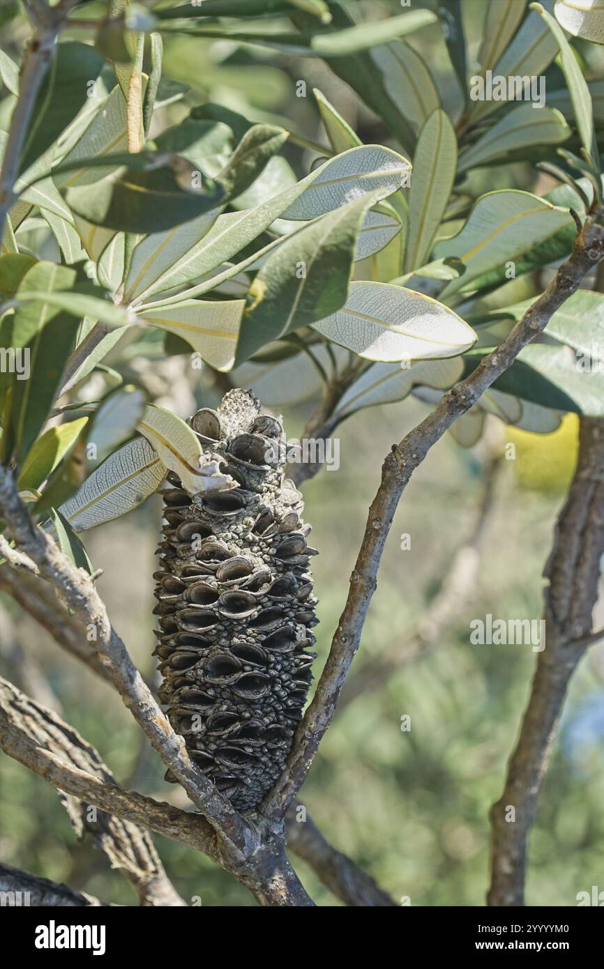 Old empty Banksia seed cone, on the tree, surrounded by branches and ...