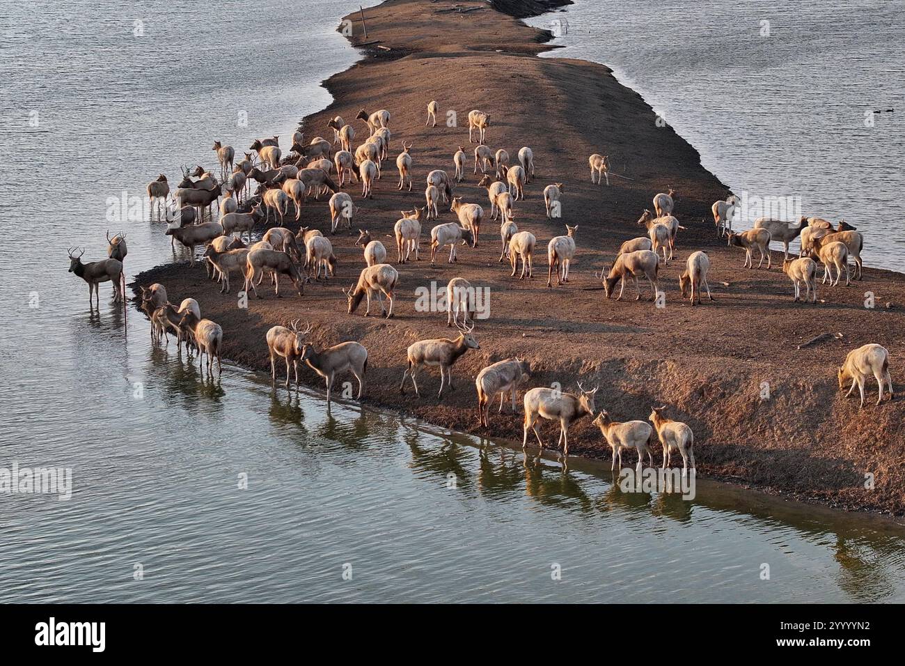 Yancheng,China.21th December 2024. A herd of milu deer wanders through ...