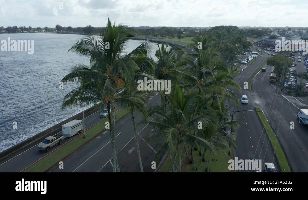flying counter clockwise around palm trees with Hilo Bay in background Stock Video Footage - Alamy