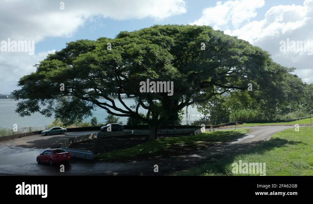 rising over Banyan tree revealing Hilo Bay Stock Video Footage - Alamy