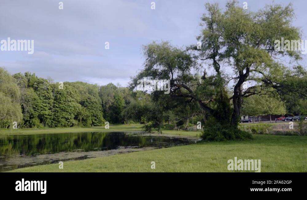 Old oak tree pond Stock Videos & Footage - HD and 4K Video Clips - Alamy