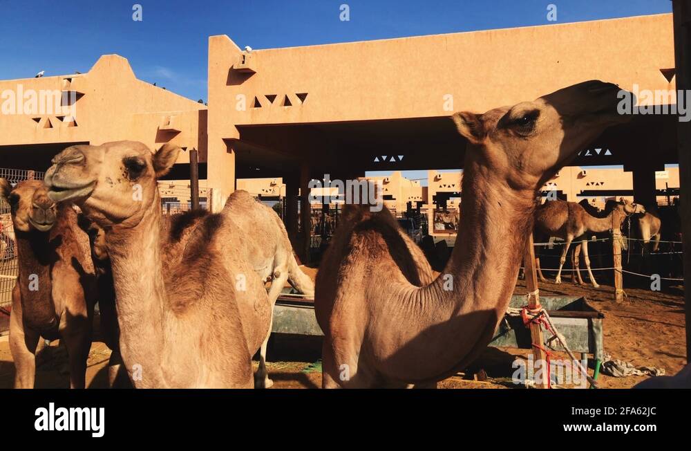 Camel market Stock Videos & Footage - HD and 4K Video Clips - Alamy