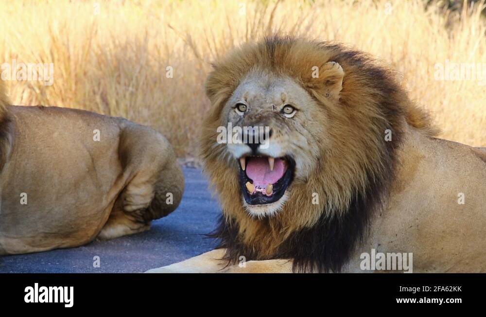 Angry male lion Stock Videos & Footage - HD and 4K Video Clips - Alamy