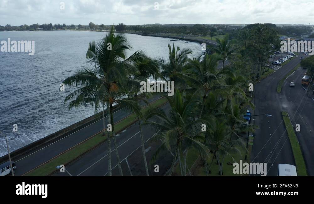 alt flying counter clockwise around palm trees with Hilo Bay in background Stock Video Footage ...