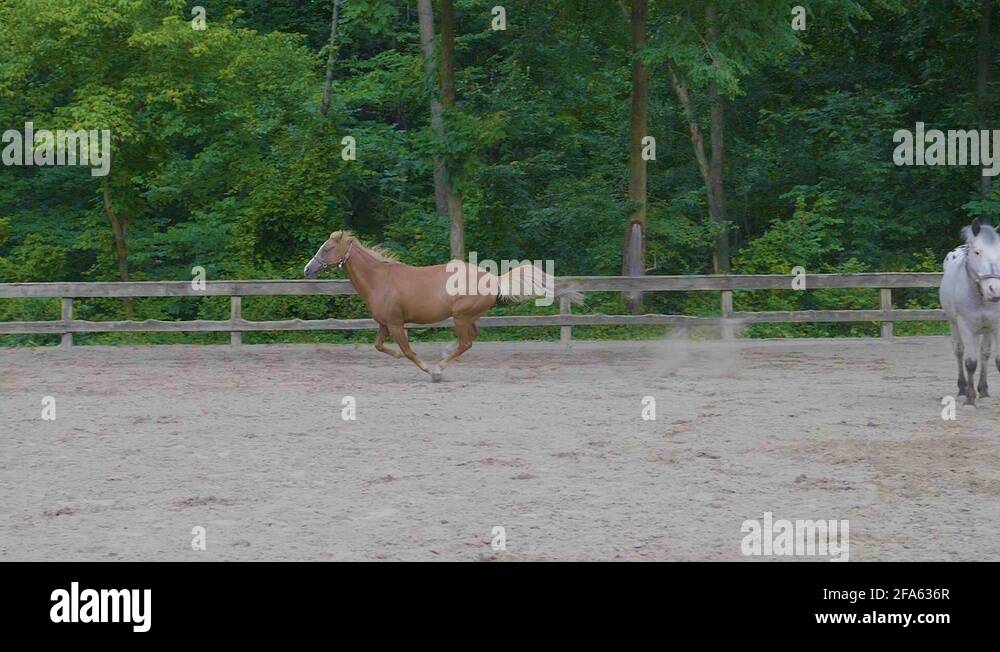 Horse kicking stable Stock Videos & Footage - HD and 4K Video Clips - Alamy