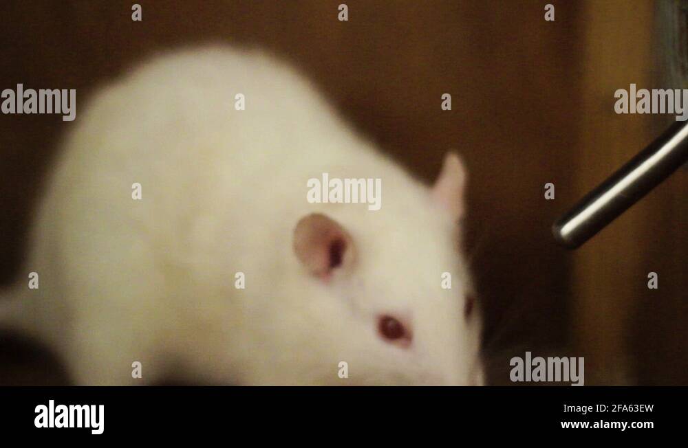 Gros rat Stock Videos & Footage - HD and 4K Video Clips - Alamy