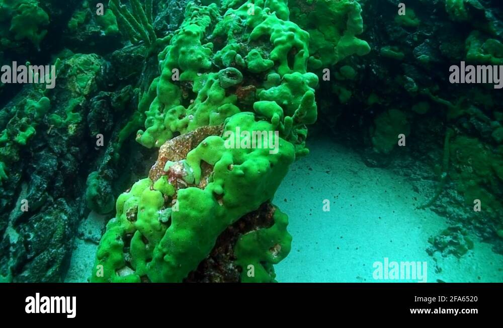 Close-up underwater endemic green sea sponge Porifera at bottom of Lake ...