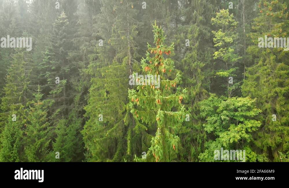 Tall cones Stock Videos & Footage - HD and 4K Video Clips - Alamy