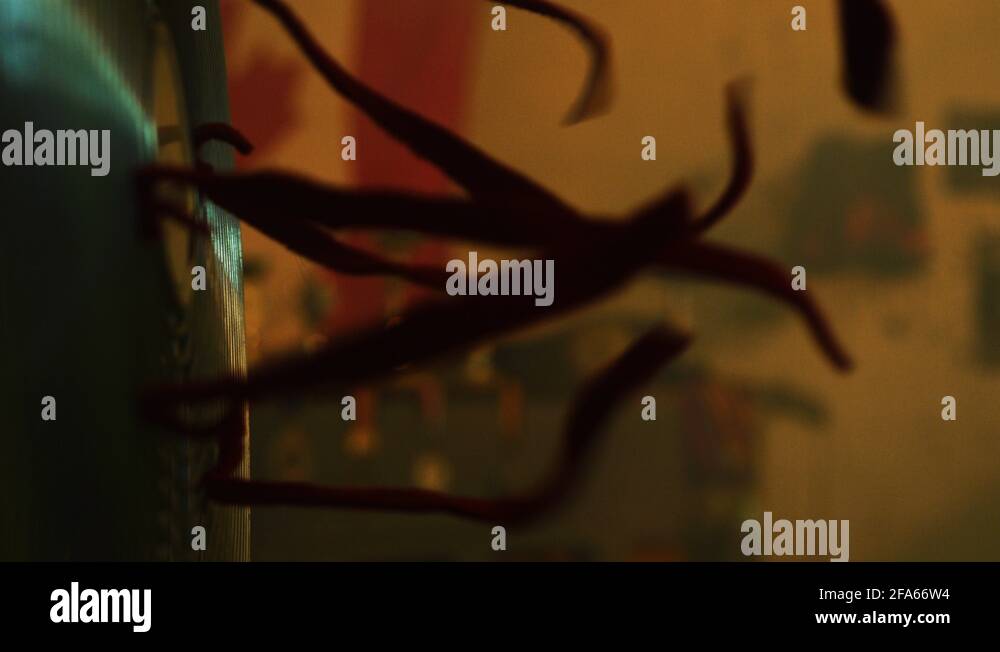 Boxing fan Stock Videos & Footage - HD and 4K Video Clips - Alamy