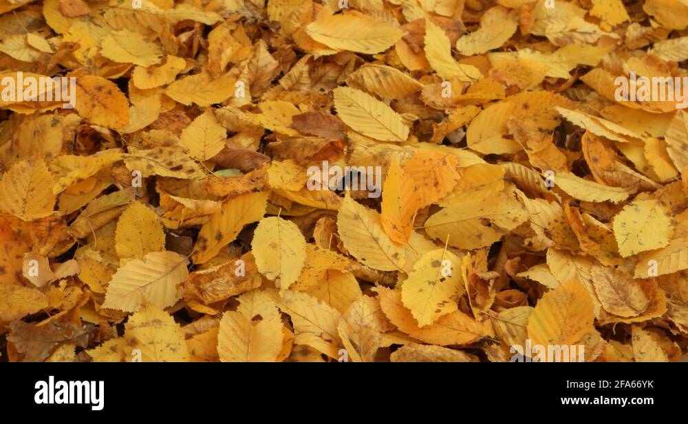 Carpet leaves on forest Stock Videos & Footage - HD and 4K Video Clips ...