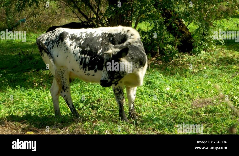 Farm animal georgia Stock Videos & Footage - HD and 4K Video Clips - Alamy