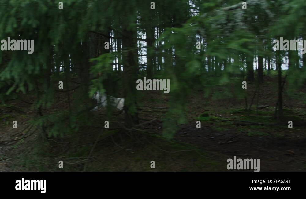 Dire wolf Stock Videos & Footage - HD and 4K Video Clips - Alamy