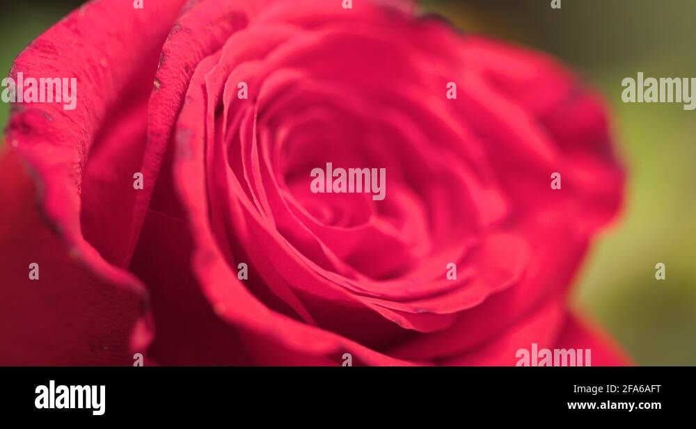 Rose for anniversary Stock Videos & Footage - HD and 4K Video Clips - Alamy