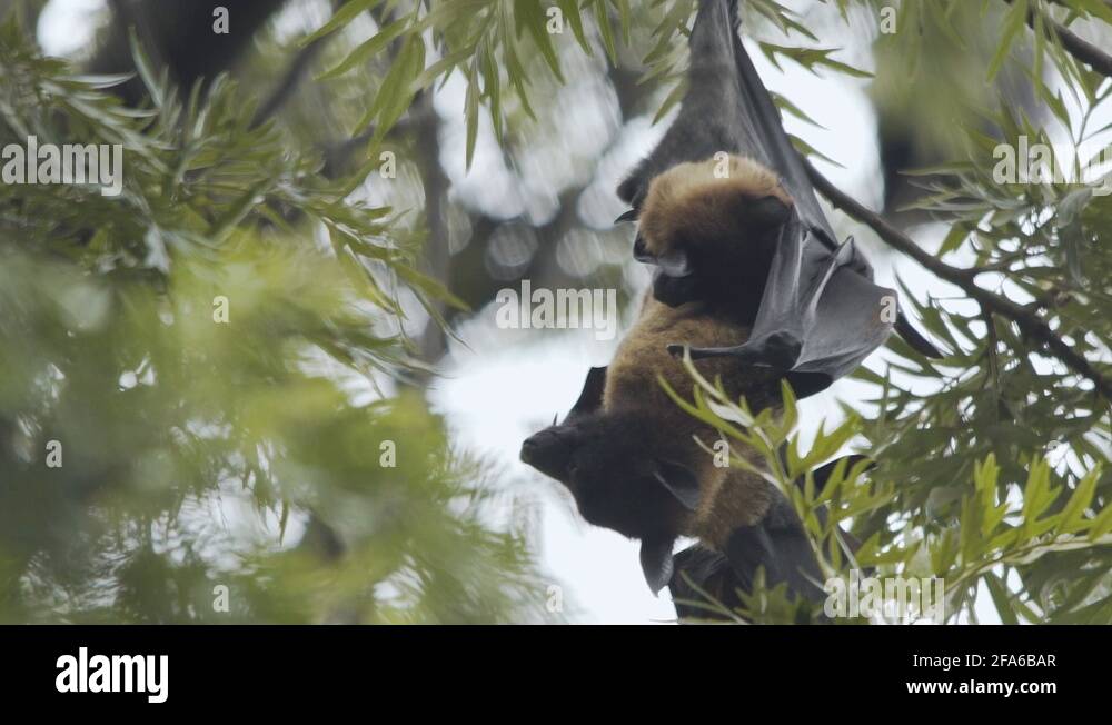 Indian Flying Fox Bat with Pup looking cute and scratching body at ...