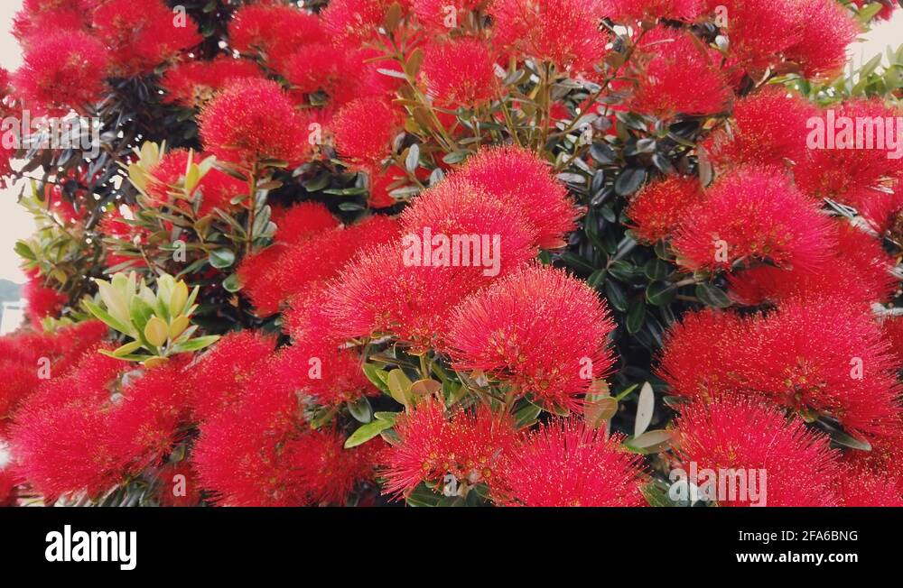 Pohutukawa tree new zealand Stock Videos & Footage - HD and 4K Video ...