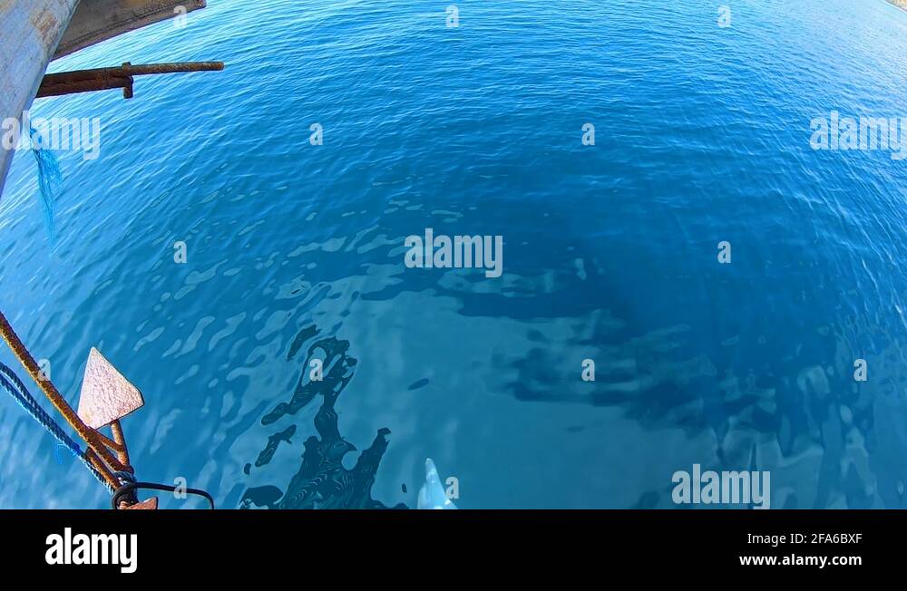 Dolphin swimming boat Stock Videos & Footage - HD and 4K Video Clips ...