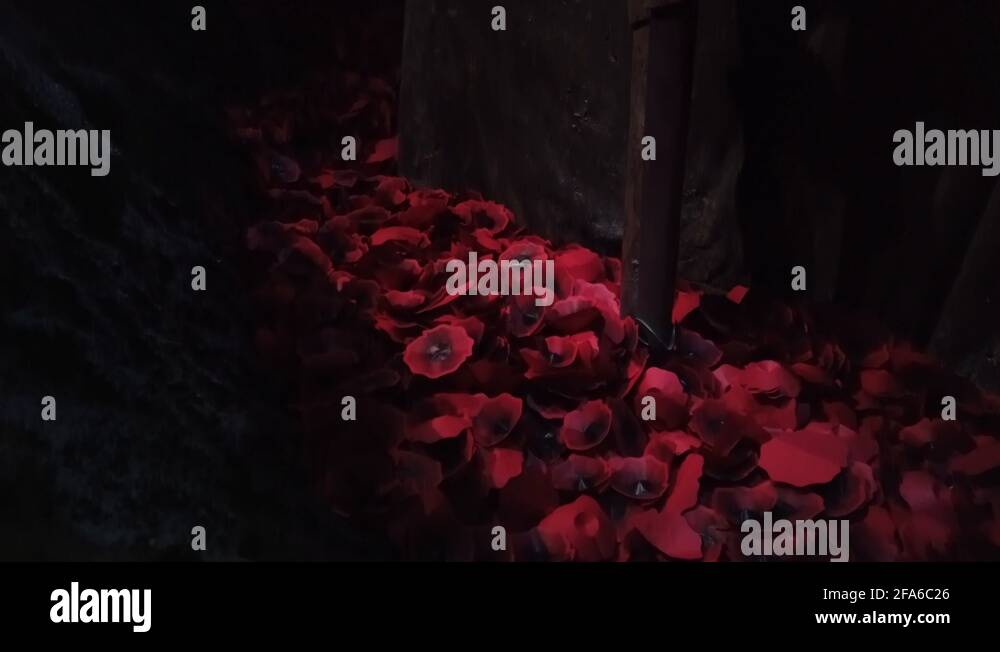 Poppy shape Stock Videos & Footage - HD and 4K Video Clips - Alamy