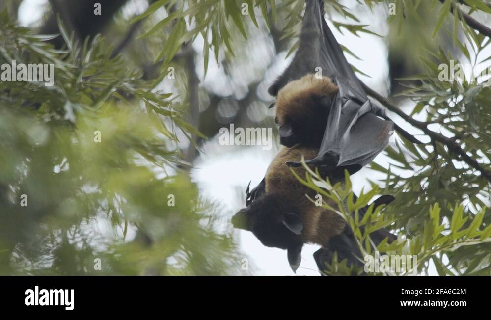 Indian Flying Fox Bat with Pup scratching Body in Slow Motion Stock ...