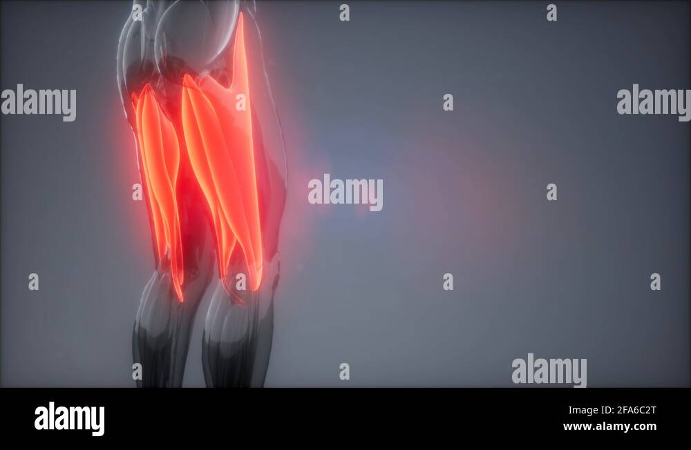 thigh muscles - Visible muscle anatomy map Stock Video Footage - Alamy